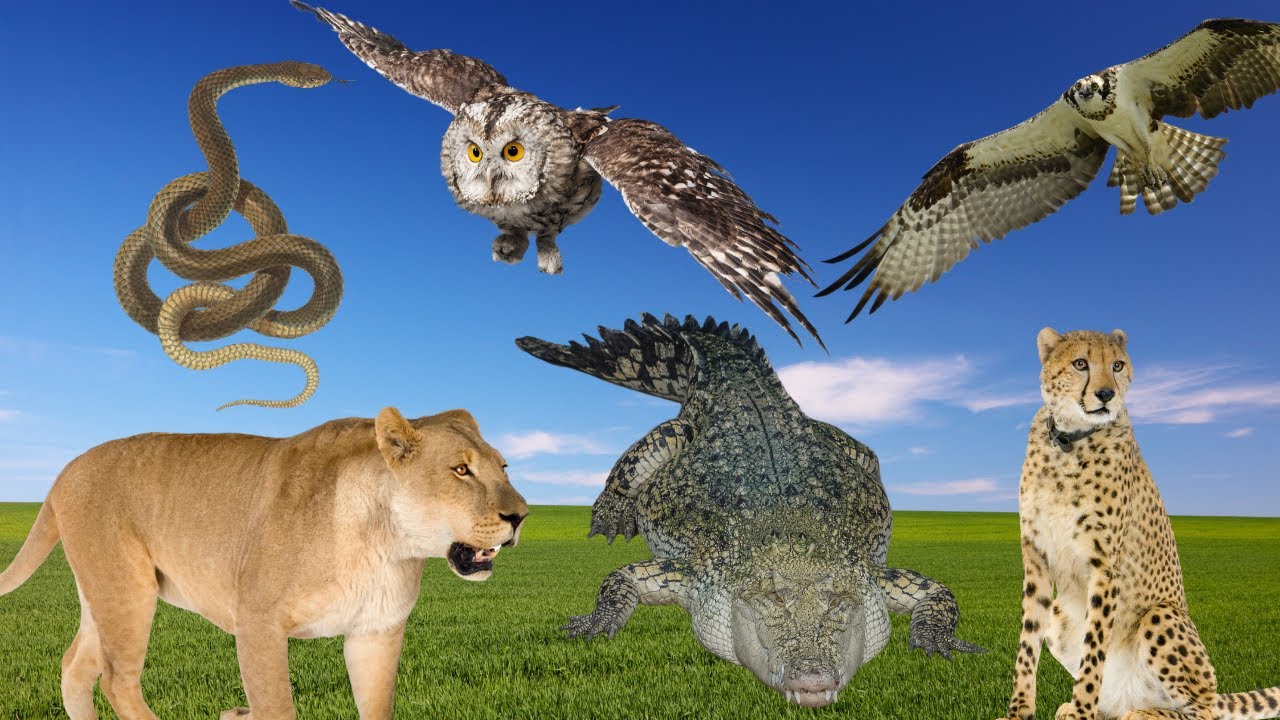 Lioness, Cheetah, Eagle, Crocodile, Owl, Snake: A Closer Look at ...