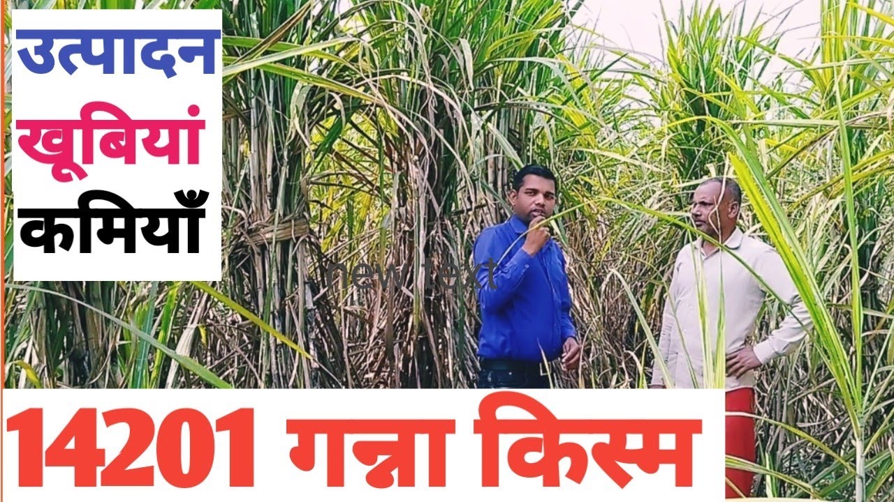 14201 गन्ना किस्म | उत्पादन खूबियां कमियाँ | 14201 Sugarcane Variety ...