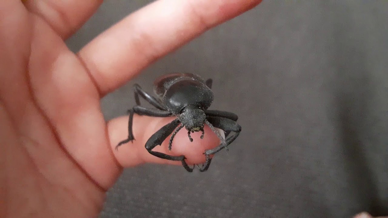 My pet stink beetle Pickles. He's so fat. - YouTube