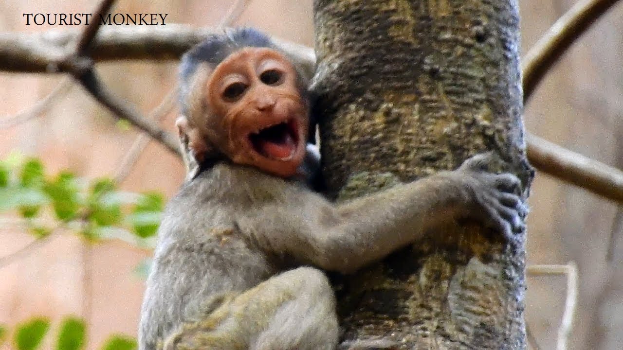 Pity baby monkey, Baby monkey cry loudly on the tree, He cry & cry to ...