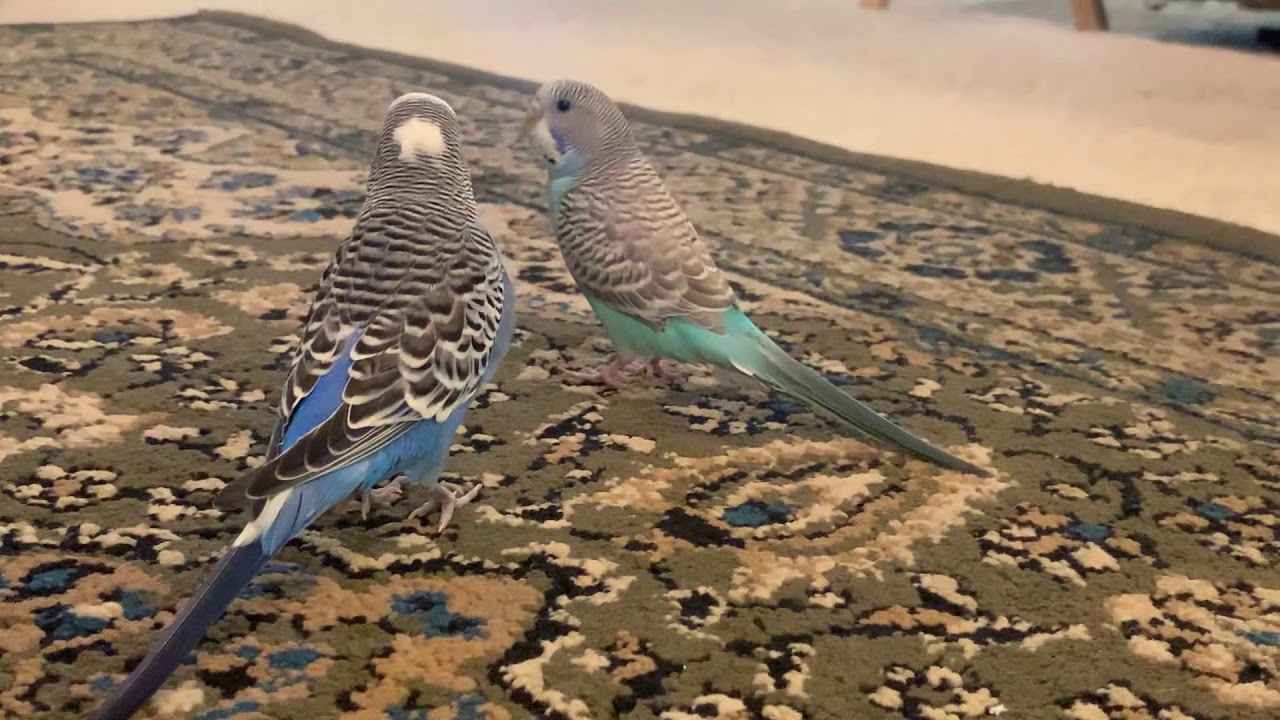 Puffy and Coco the Parakeets hanging out on the floor - YouTube