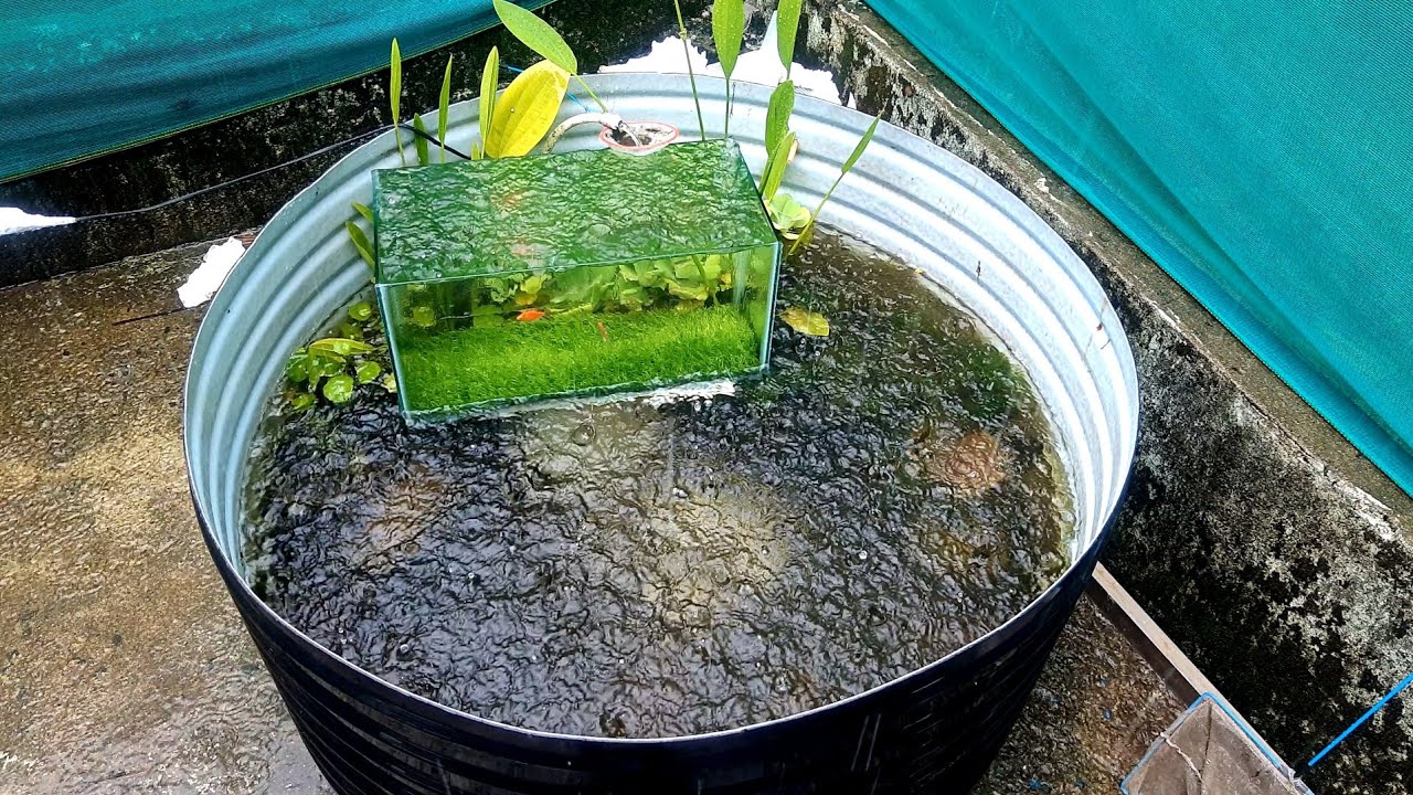 unique aquarium rain in Aquarium tank - YouTube