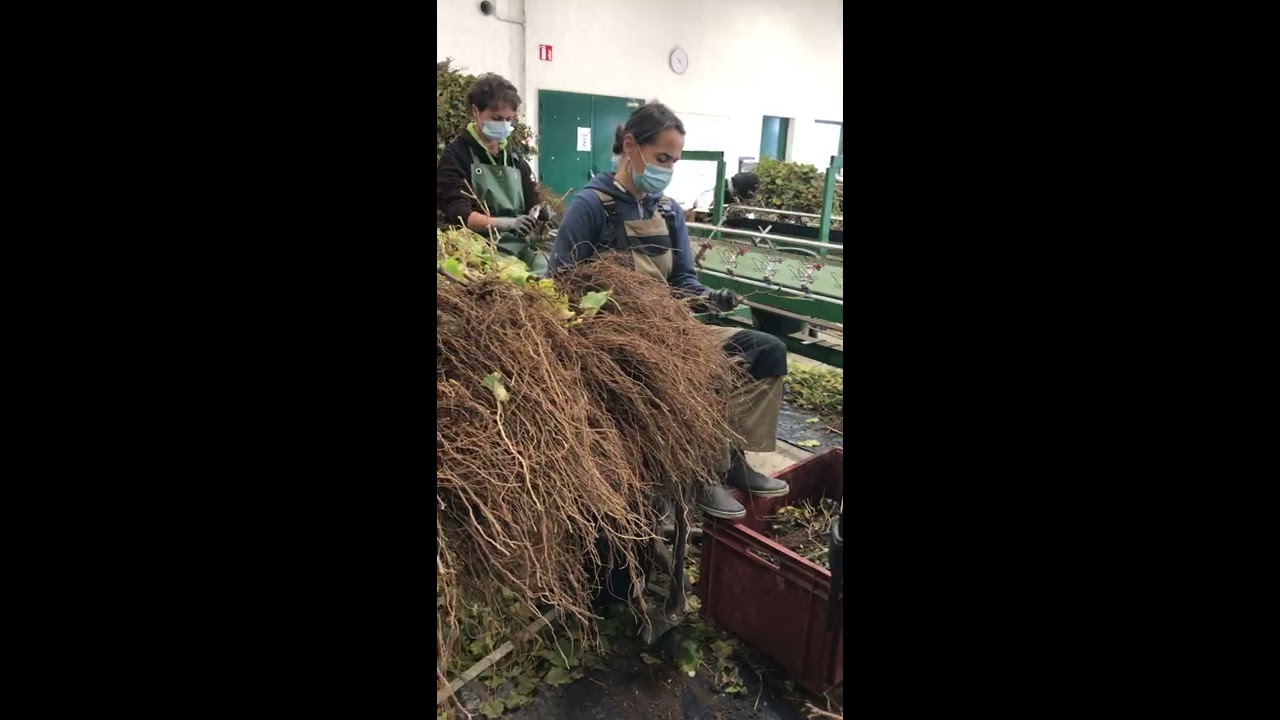 Triage des plants de vigne - YouTube