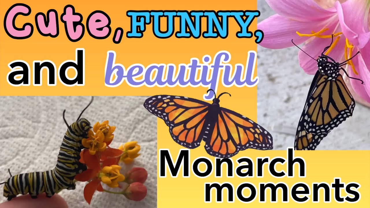 Cute, funny, and beautiful Monarch moments - YouTube