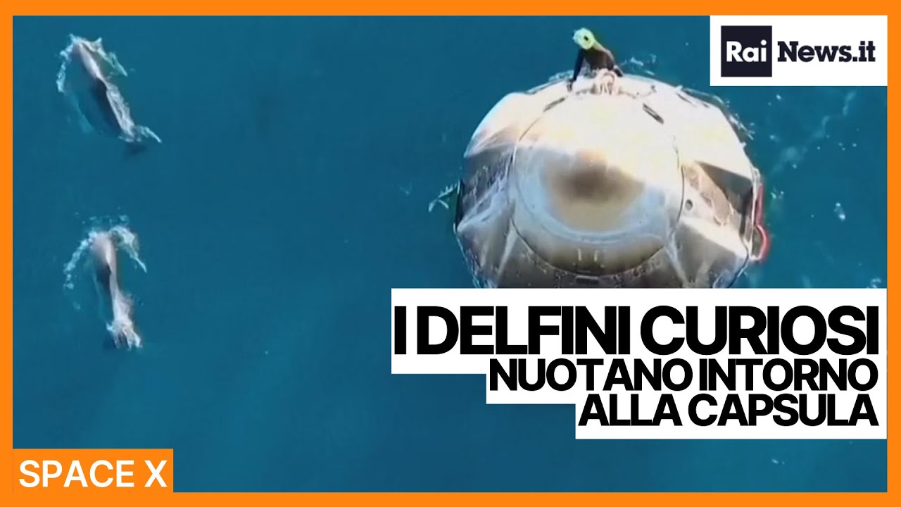 I delfini curiosi nuotano intorno alla capsula Space X - YouTube