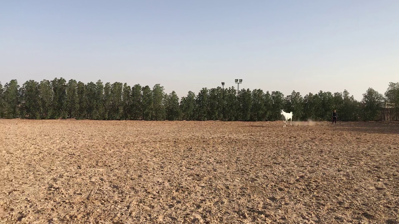 Training arabian mare Ayaa at liberty - Ali Al Ameri - YouTube
