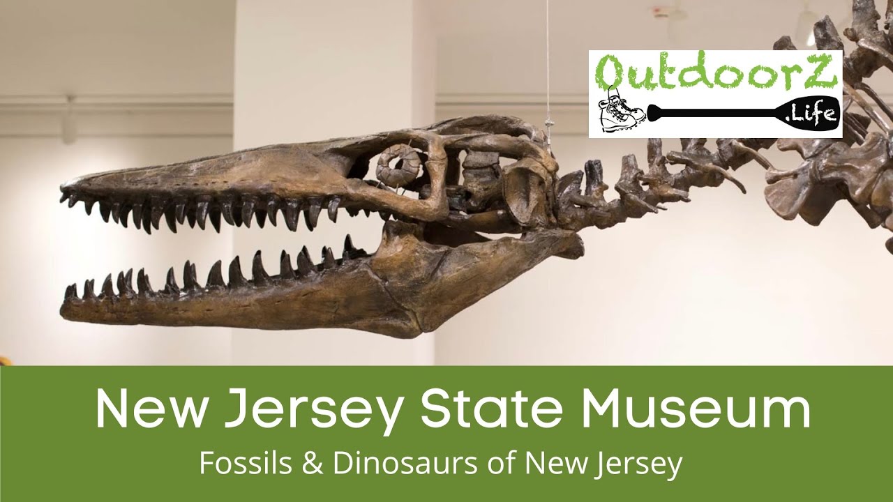 Exploring Dinosaurs and Fossils 🦖 New Jersey State Museum - YouTube