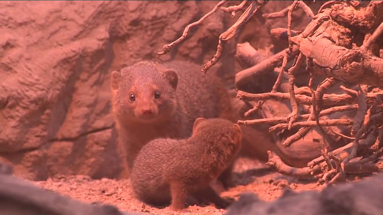 Dwarf Mongoose Pups at the Bronx Zoo - YouTube