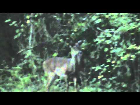 an afternoon deer hunt, without a gun. - YouTube