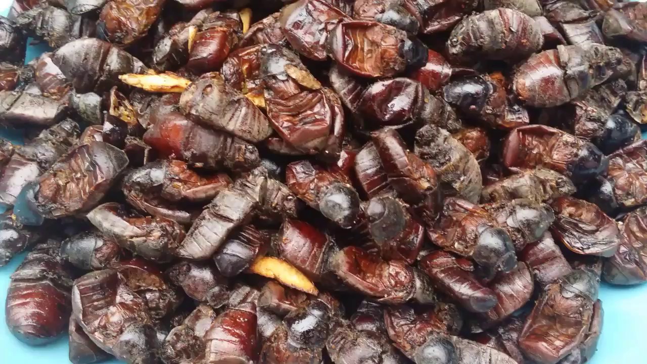 Eating Salagubang ( abal-abal ilocano) - YouTube