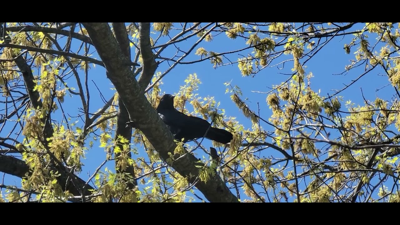 Crow In Oak Tree! - YouTube