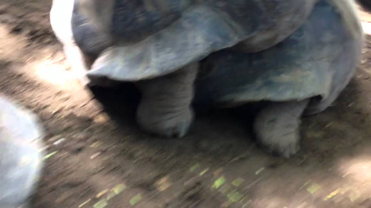Turtles having fun and making noise on Seychelles, Mahe - YouTube