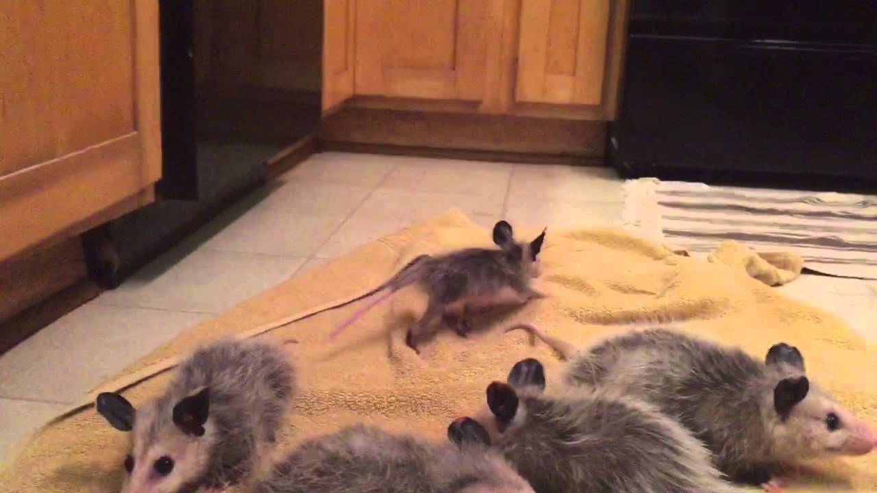 Comparison of MBD opossums with unaffected littermate - YouTube