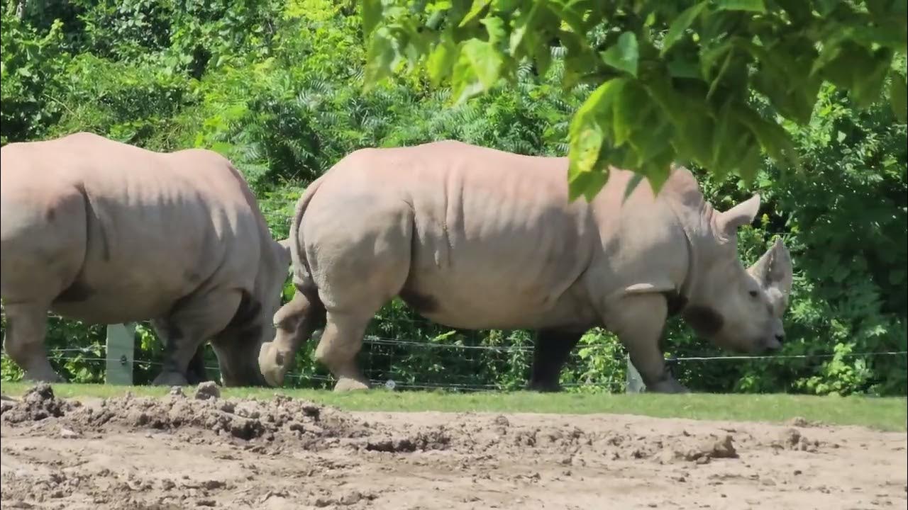 Largest Zoo in Canada | The Toronto zoo | Walk in tour. 4K #zoo # ...