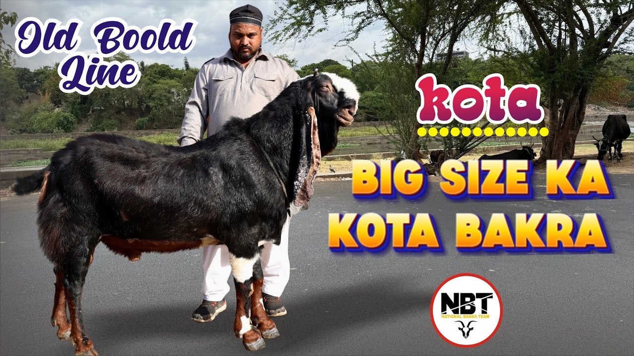 Big Size Ka Kota Bakra Old Boold Line - YouTube