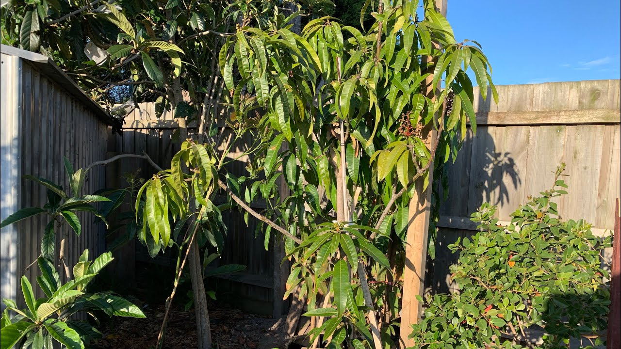How my kp mango in the ground going ? and Custard apple in ground + in ...