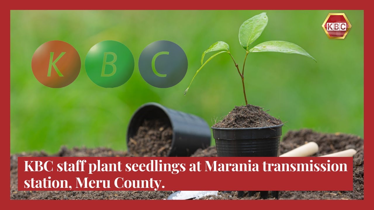 KBC staff plant seedlings at Marania transmission station, Meru County ...
