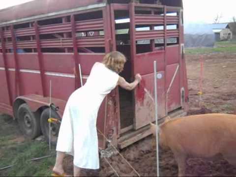 Pig Loading Day At Owens Farm - YouTube