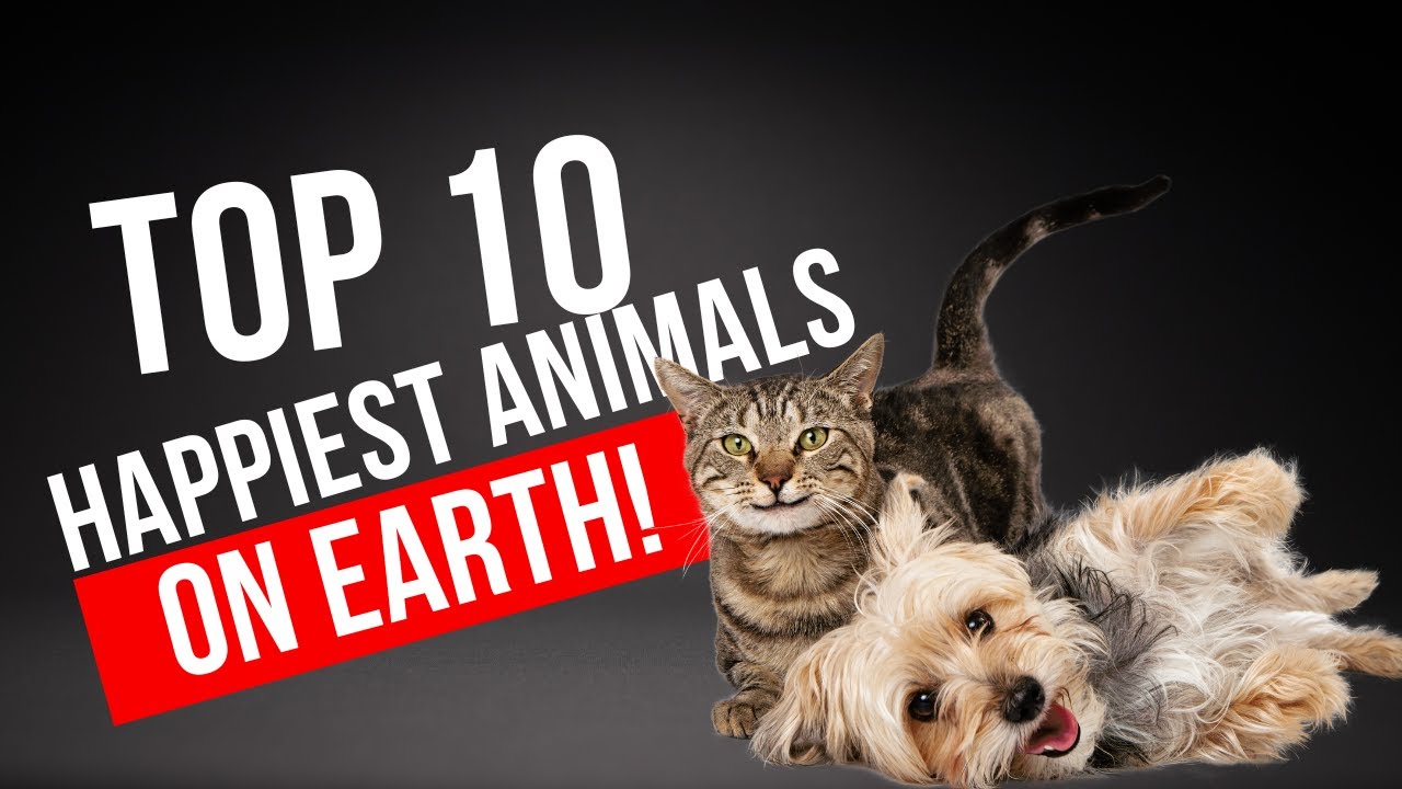 Meet the 10 Animals That Demonstrate Happiness & Can Instantly Boost ...