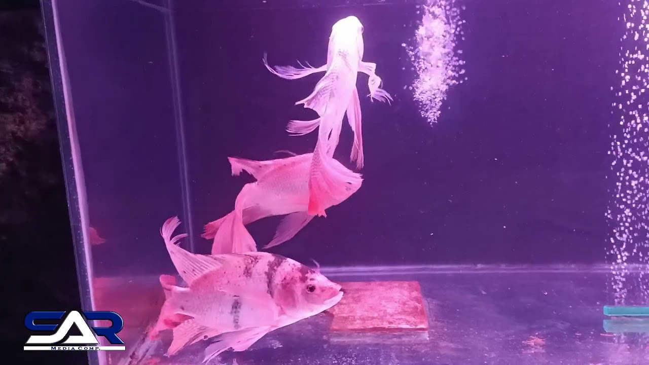 Nila Slayer Cometank (Tank 150x60x60) - YouTube