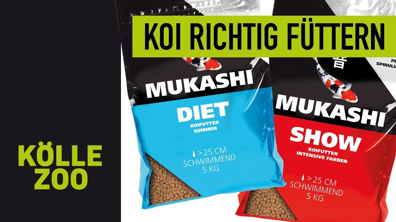Mit MUKASHI Futter Koi richtig füttern | Tipps von Martin Kammerer ...