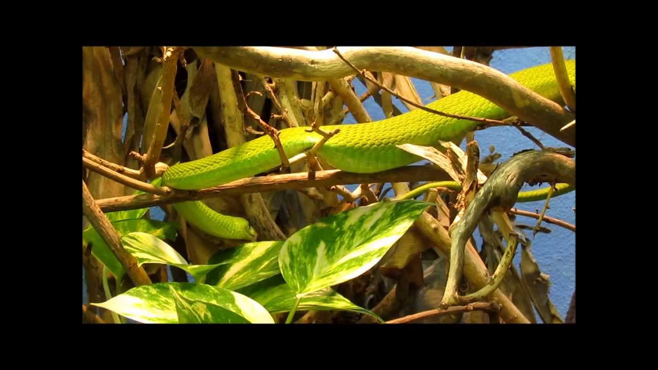 "Green Mamba-Grüne Mamba"- Live Video von Wolfgang Schmökel - YouTube