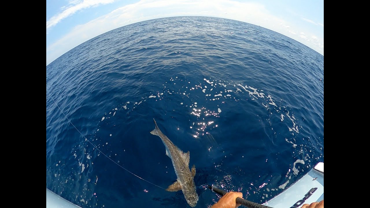 HOW TO RIG FOR COBIA OFFSHORE FISHING Savannah Georgia/Tybee Island ...