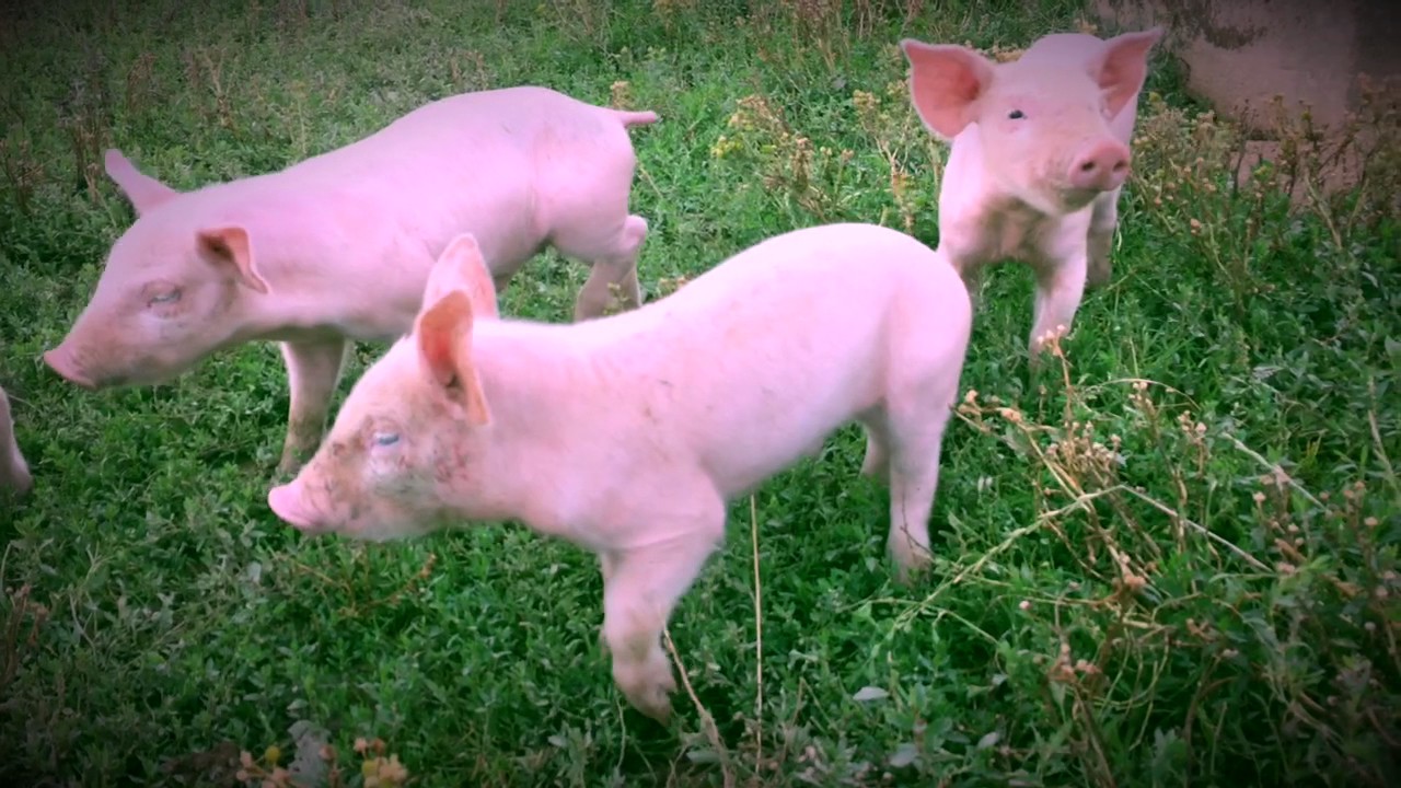 Clip Promotionnel 2017 Elevage Porc Plein Air 22210 - YouTube