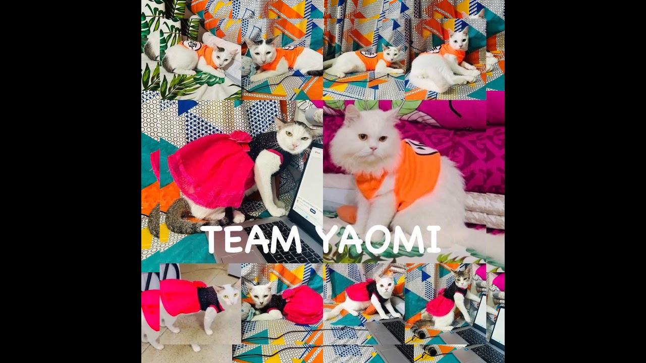 TEAM YAOMI is live! - YouTube