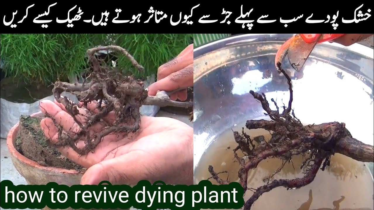 how to revive dying plant|root rot treatment - YouTube