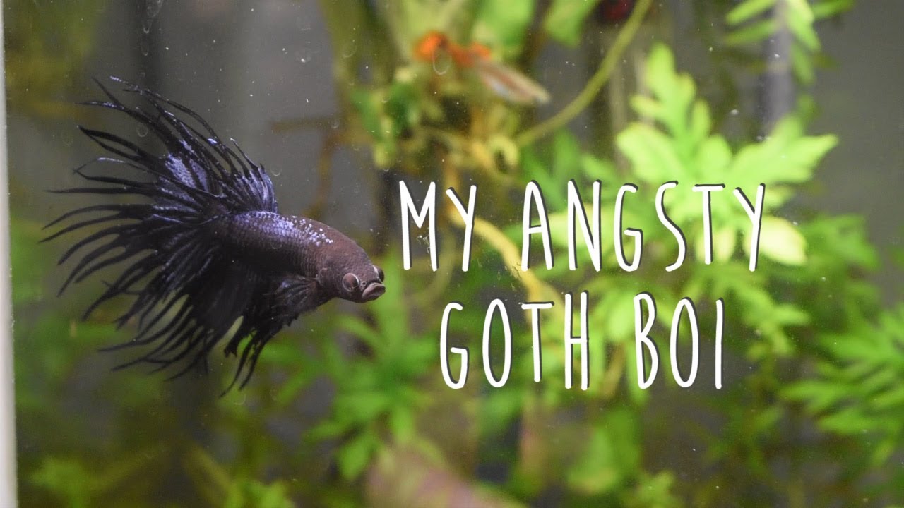 Eridanus' Tank | 10 Minute Fish Gazing Series - YouTube