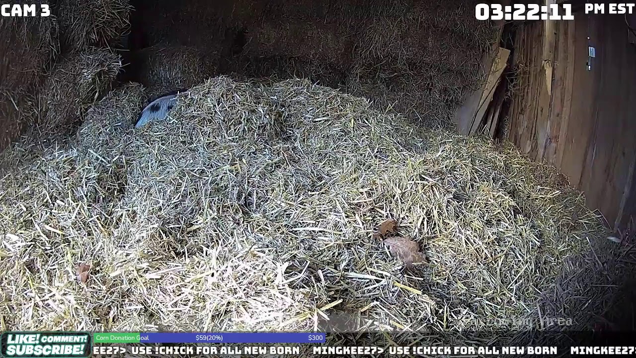 Ryan's Goslings - Hatch Cam Livestream - YouTube