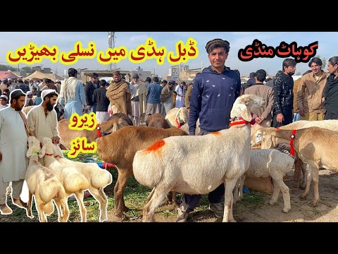 Kohat Biggest Zero Size Dumba Mandi- Pakistan Ki Shan Kohat Mandi February 8, 2026