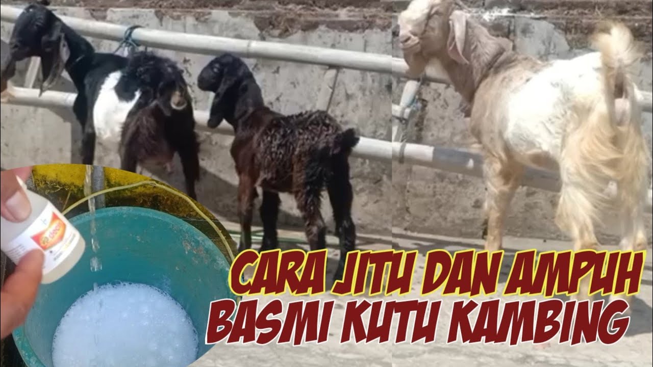 CARA AMPUH MEMBASMI KUTU KAMBING - YouTube