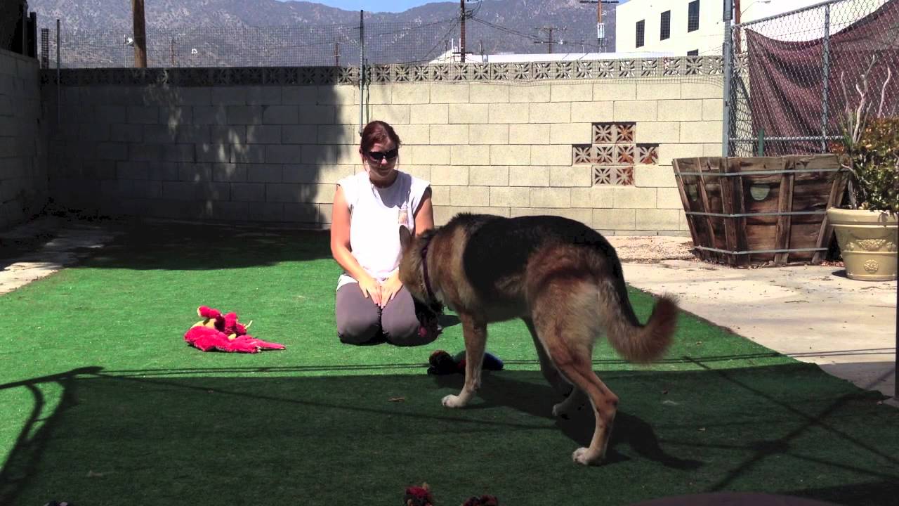 Sam-German Shepherd Rescue ADOPTED!!! - YouTube