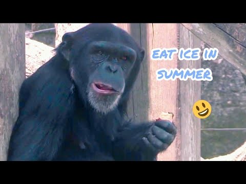 Eat ice in summer|Chimpanzee Daily|Taipei zoo - YouTube