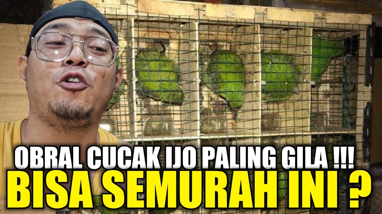 KEJUTAN RAMADHAN ! PULUHAN CUCAK IJO & KAPAS TEMBAK DIJUAL MURAH KAYA ...