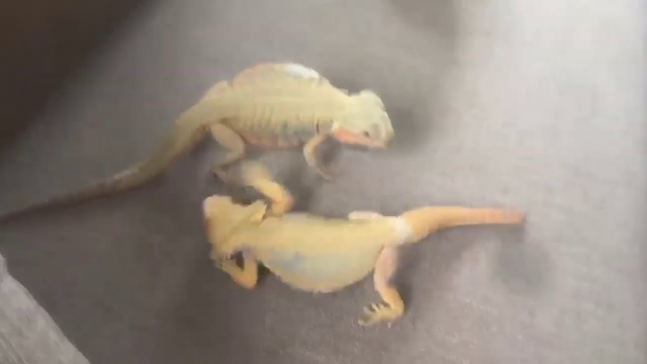 Bearded Dragon Fighting - YouTube