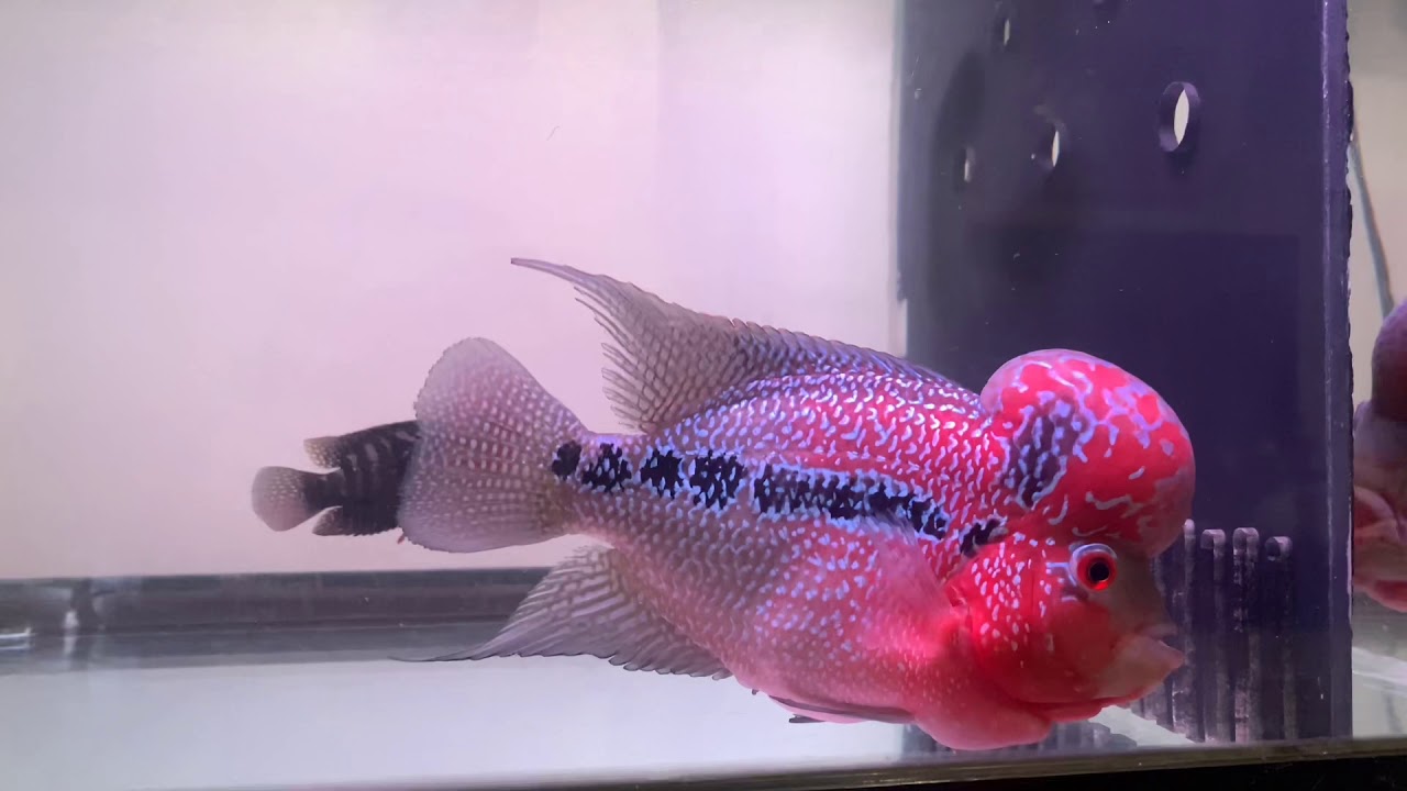 Beautiful Super Red Dragon Flowerhorn Fish - YouTube