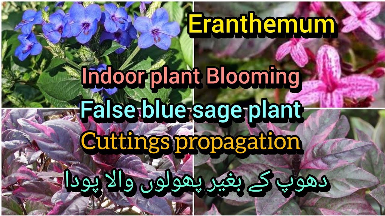Eranthemum, false blue sage pulchellum indoor plant flowers , cuttings ...