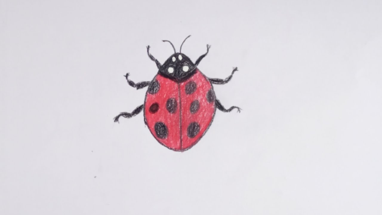 How to draw a Ladybird/ladybird drawing. - YouTube