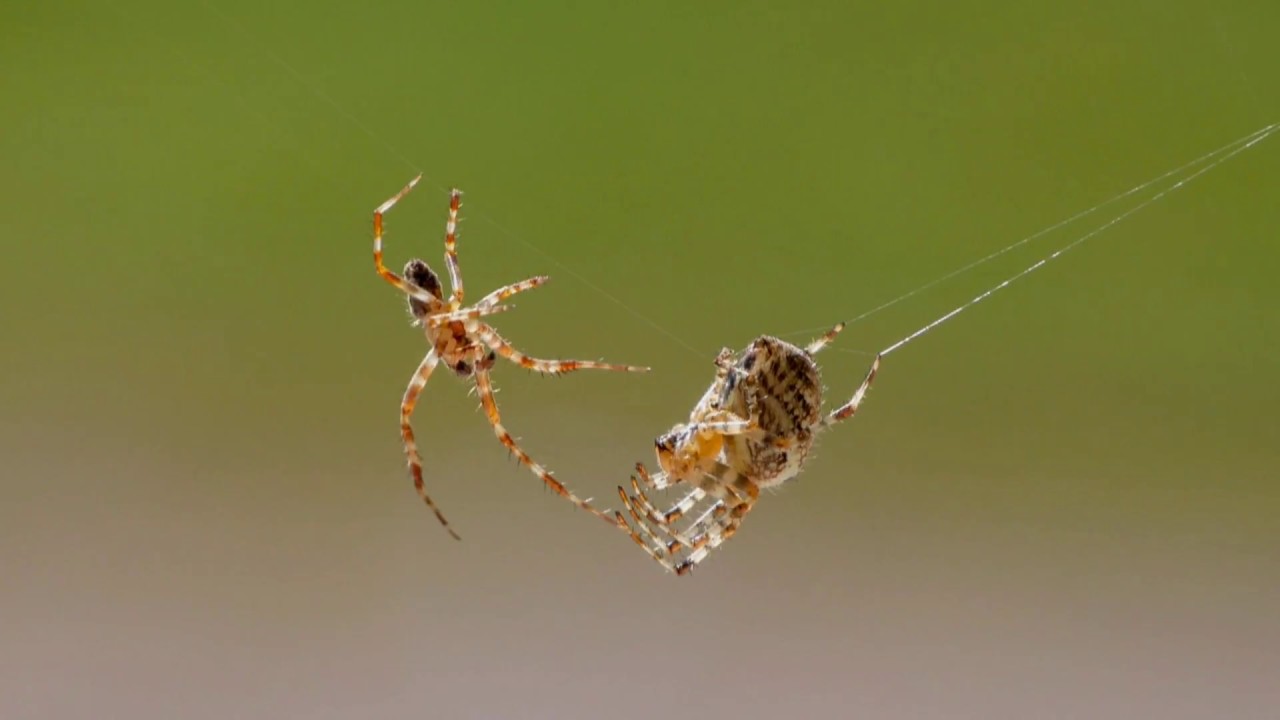 Araneus Diadematus - Korsspindel - YouTube