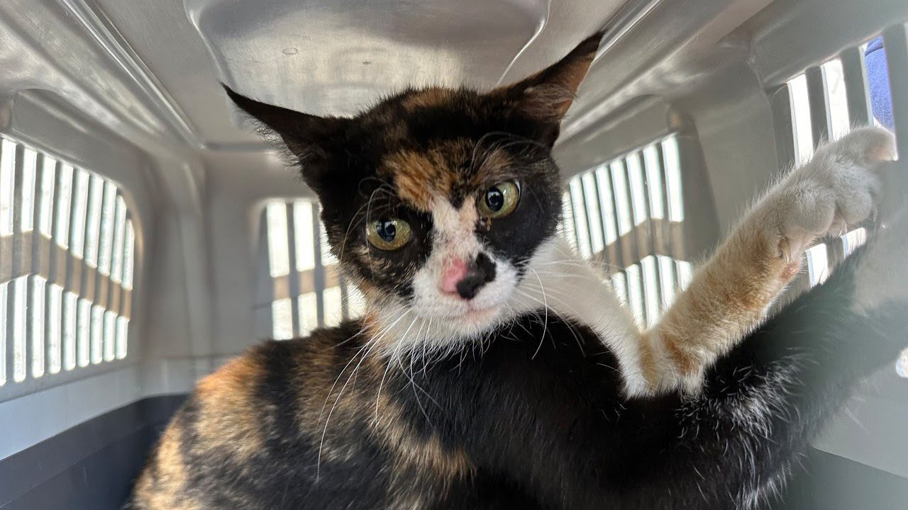 Catching a beautiful stray cat for the TNR program! - YouTube