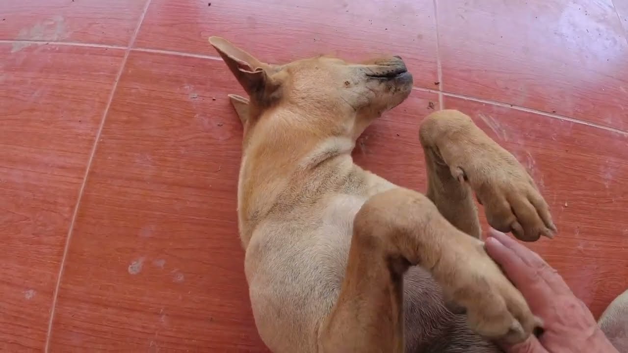 Erikoistiedotus Kälviälle,Rillin pohjoo,sakot maksuun ja muovivehkeet ...