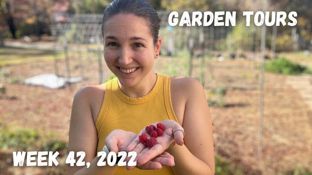 November Raspberries! | Garden Tour WEEK 42, 2022 - YouTube