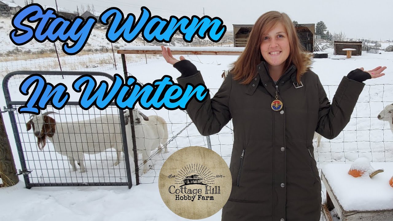 How the goats stay warm WITHOUT needing heat | Breeding preparation ...
