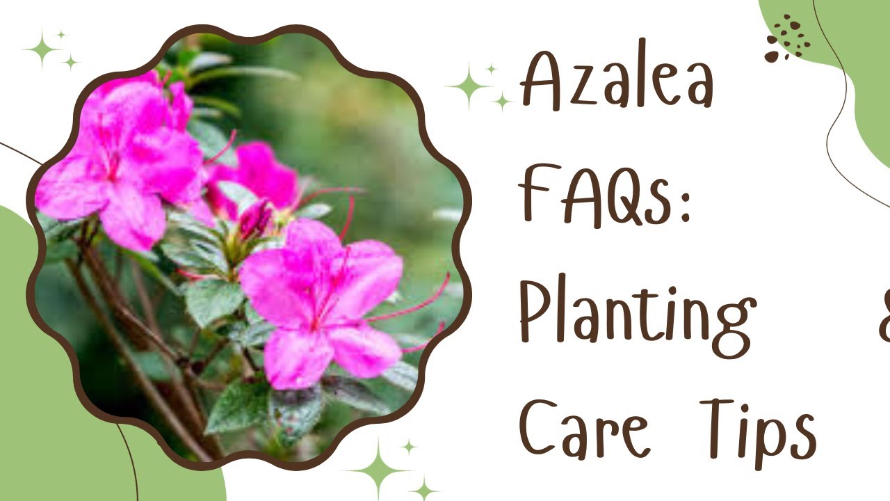 Azalea FAQs Planting & Care Tips - YouTube
