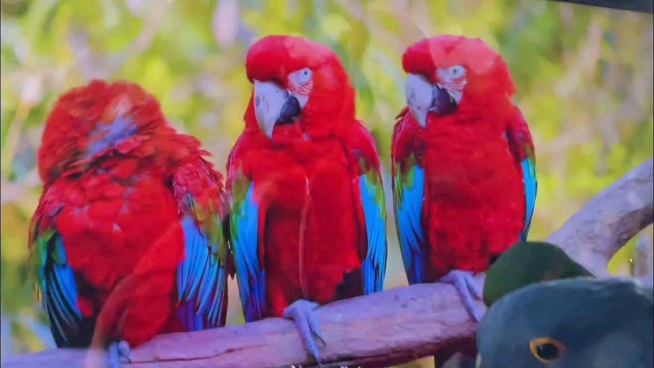Macaws watching TV screen Macaws - YouTube