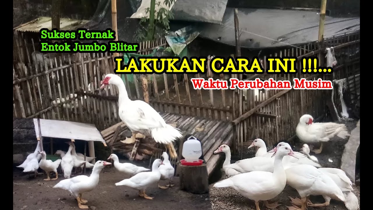 Sukses Beternak Entok || Lakukan Cara ini Waktu Perubahan Musim - YouTube