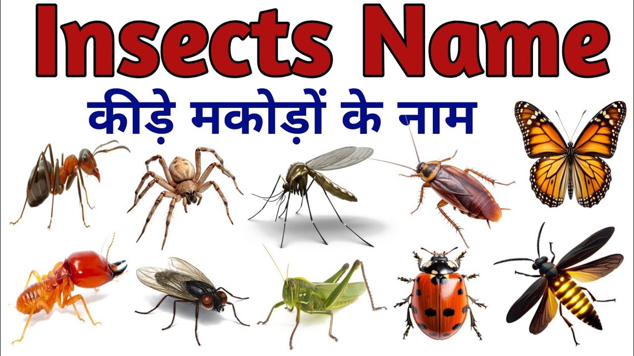 Insect Name in Hindi and English with Pictures Names of insects in ...